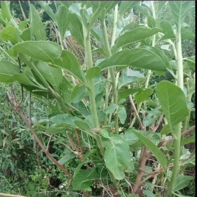 Impathampatha umuthi wenzani uses and benefits