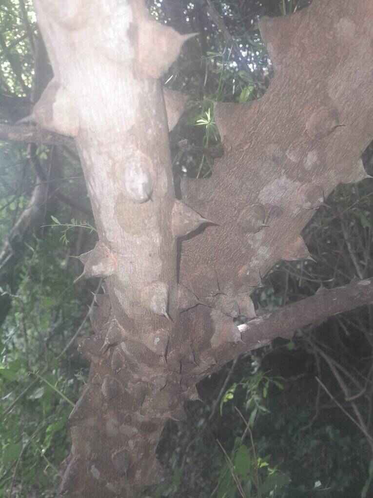 Mnungumabele umuthi isihlahla esinamaqhubu amaningi yonke indawo ...