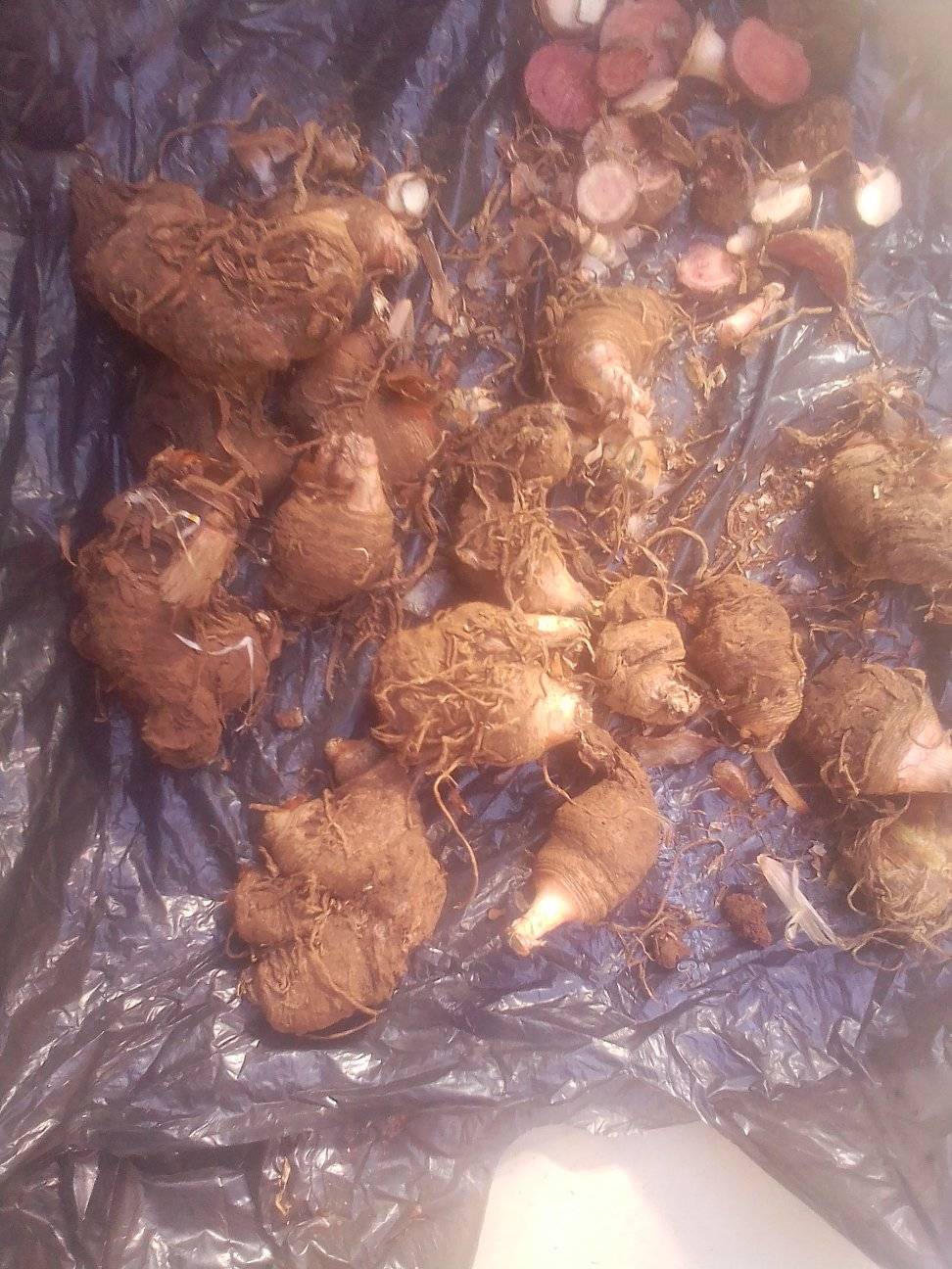 MWELELA / isivimba mpunzi umuthi wenzani uses and benefits