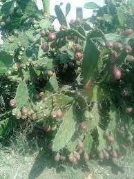 dolofiya umuthi wenzani uses and benefits