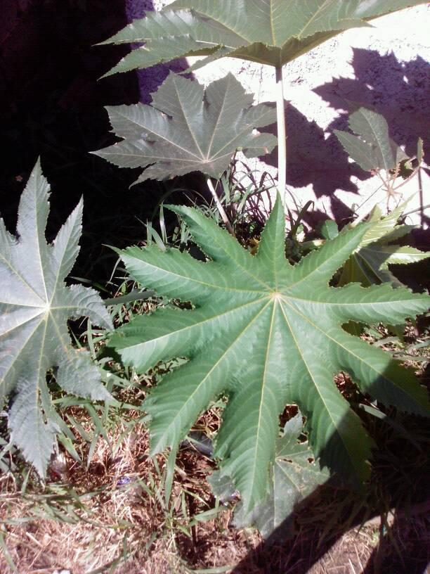 umhlakuva or umhlafutho umuthi ufakwa ezindaweni eziningi lomuthi ...