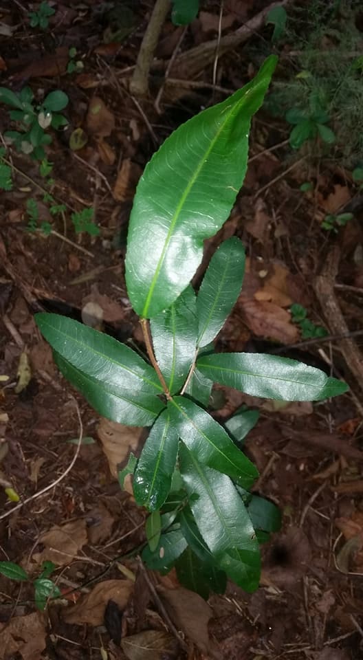 umzunywa umuthi wenzani uses and benefits