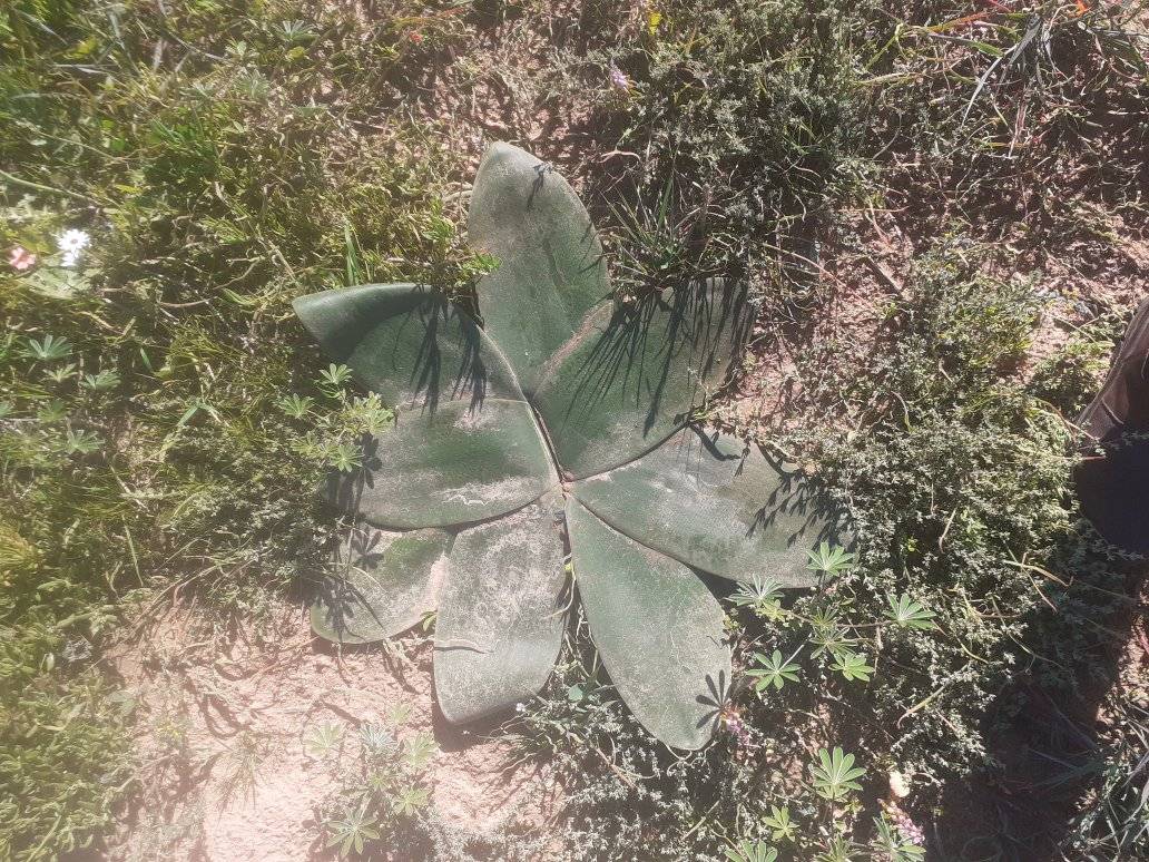 uZeneke umuthi wenzani uses and benefits